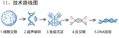 RNA Immunoprecipitation（RIP)kit - MIKX